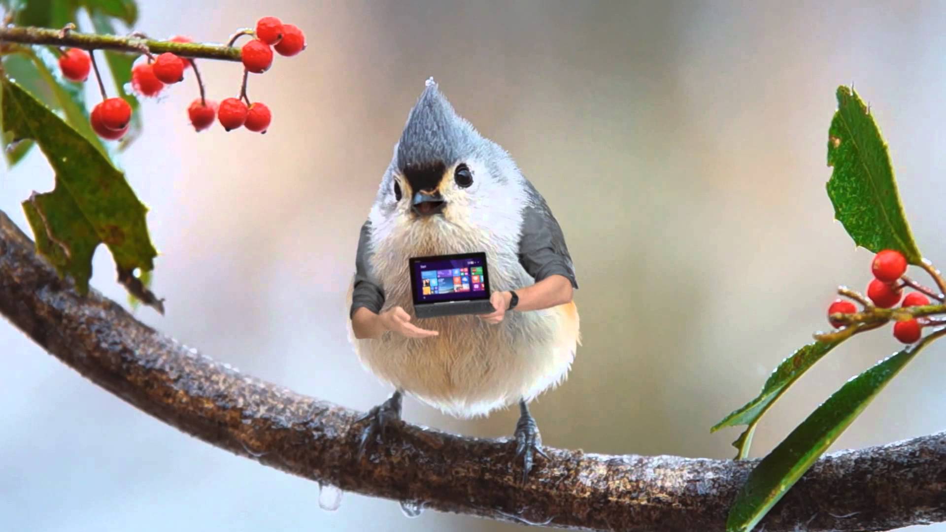 Asus: Birds with Arms