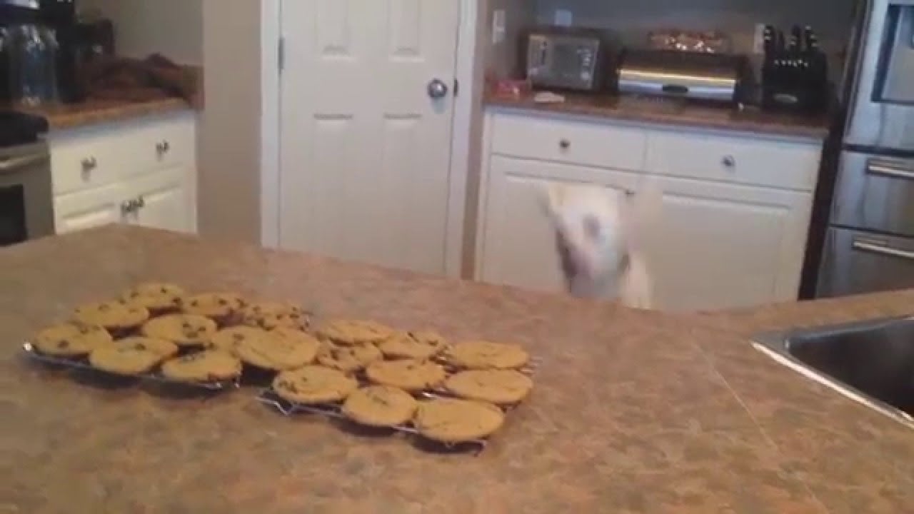 Cookie Dog
