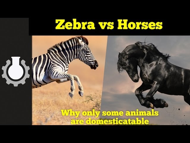 Zebra vs Horses