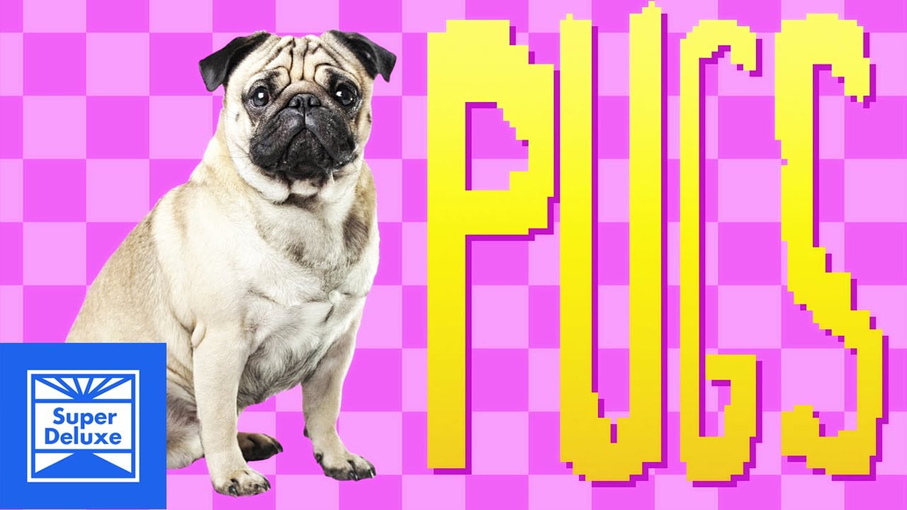 Pug Song