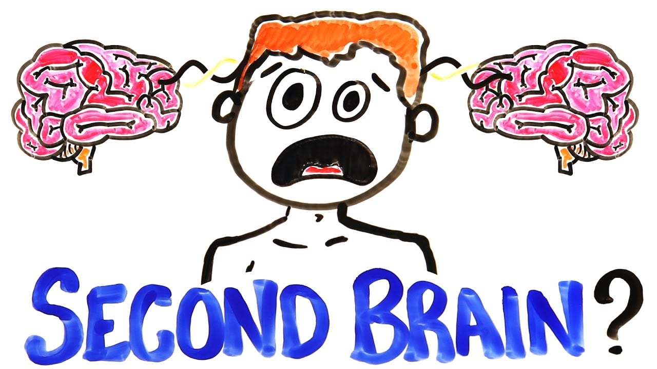 Our Second Brain