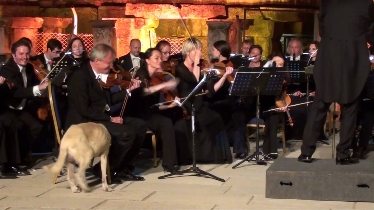Orchestra Dog