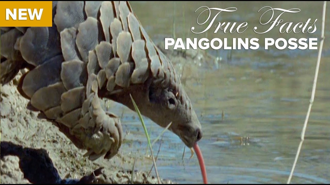 True Facts About Pangolins and Other Anteating Creatures True Facts About Pangolins and Other Anteating Creatures