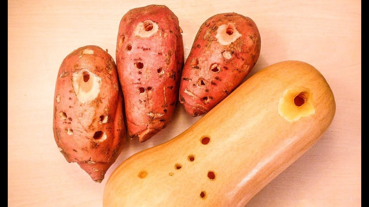 Toto's "Africa" Performed on Sweet Potato and Squash
