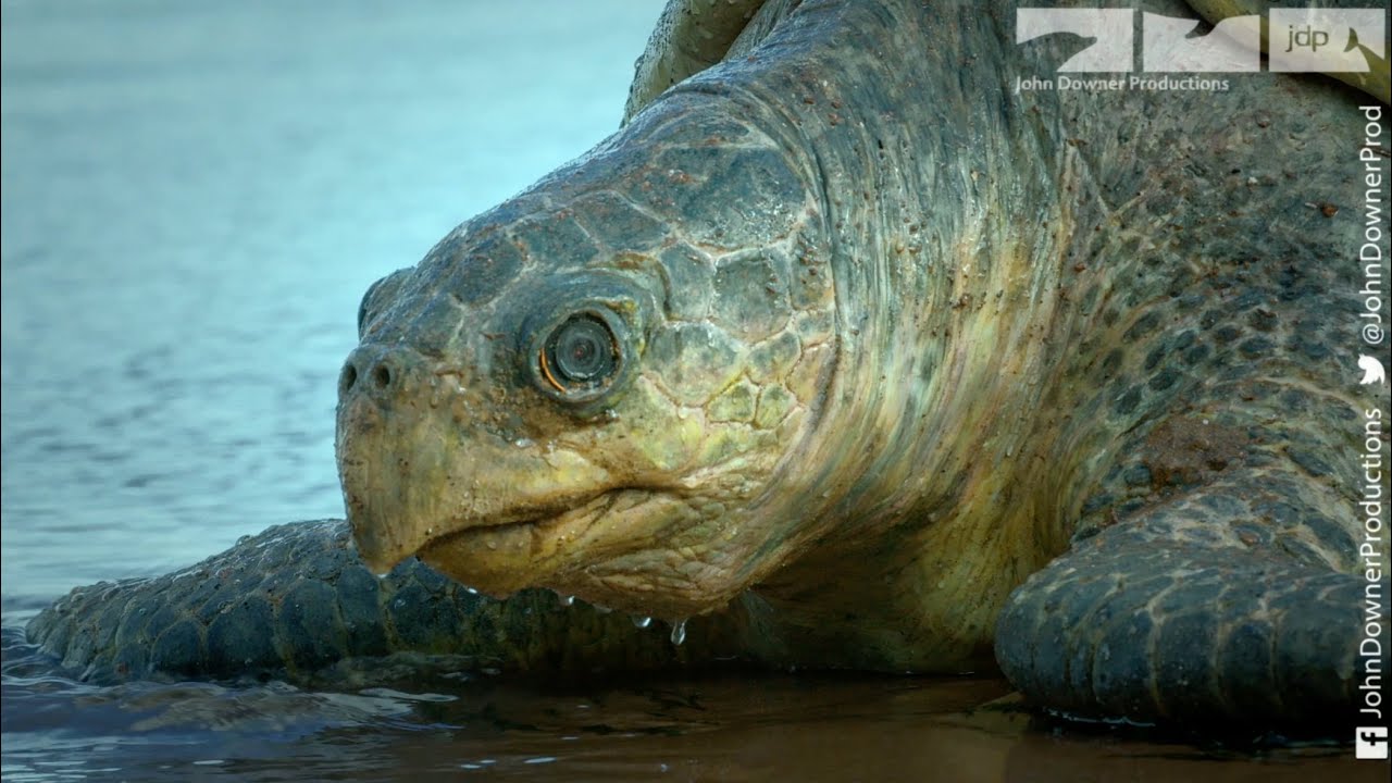 A Robotic Turtle Infiltrates a Sea of 20,000 Sea Turtles