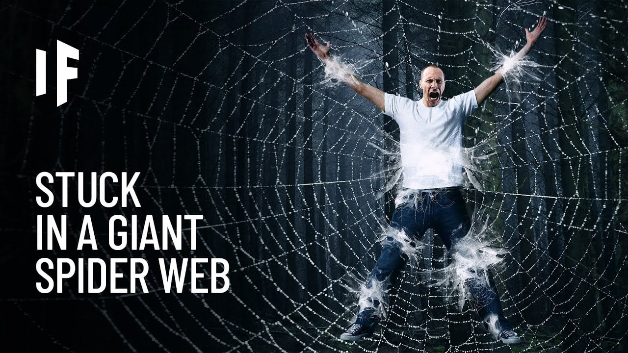 What Would Happen If You Got Caught in a Giant Spider Web?