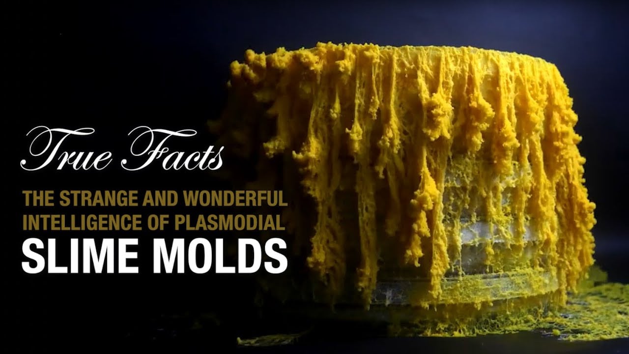 True Facts About Slime Mold