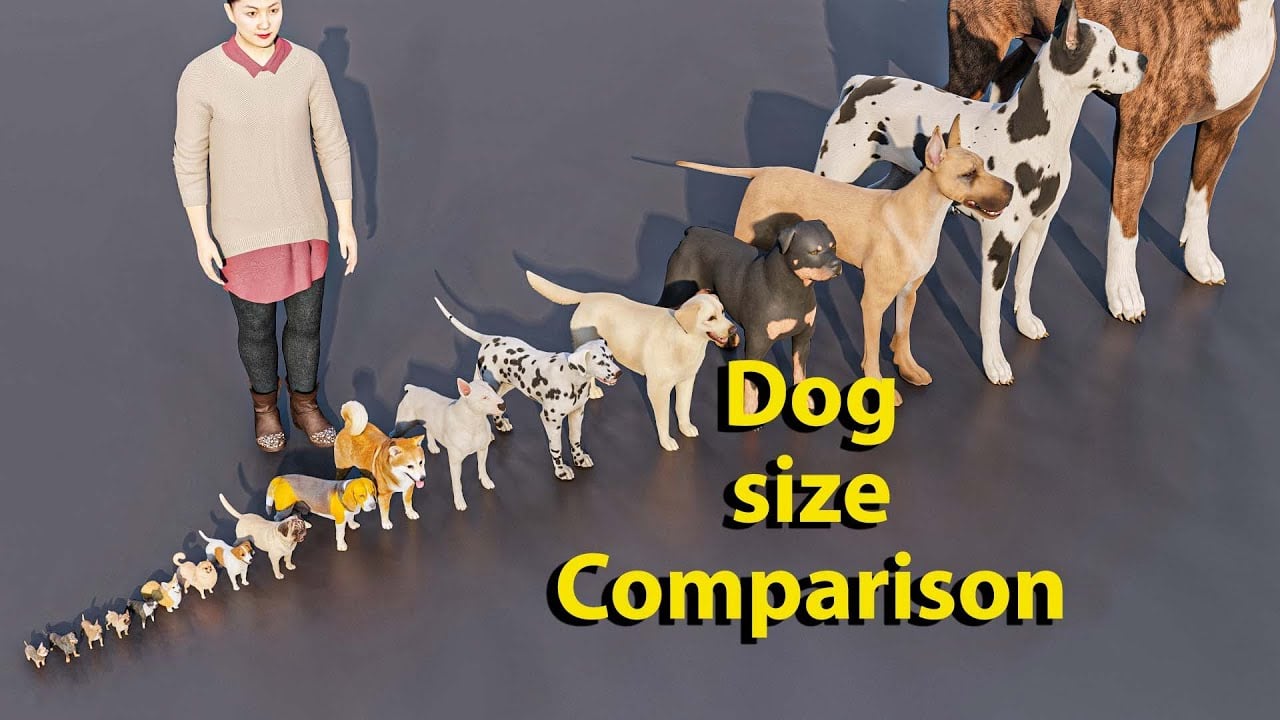 Irish Wolfhound And Great Dane Comparison