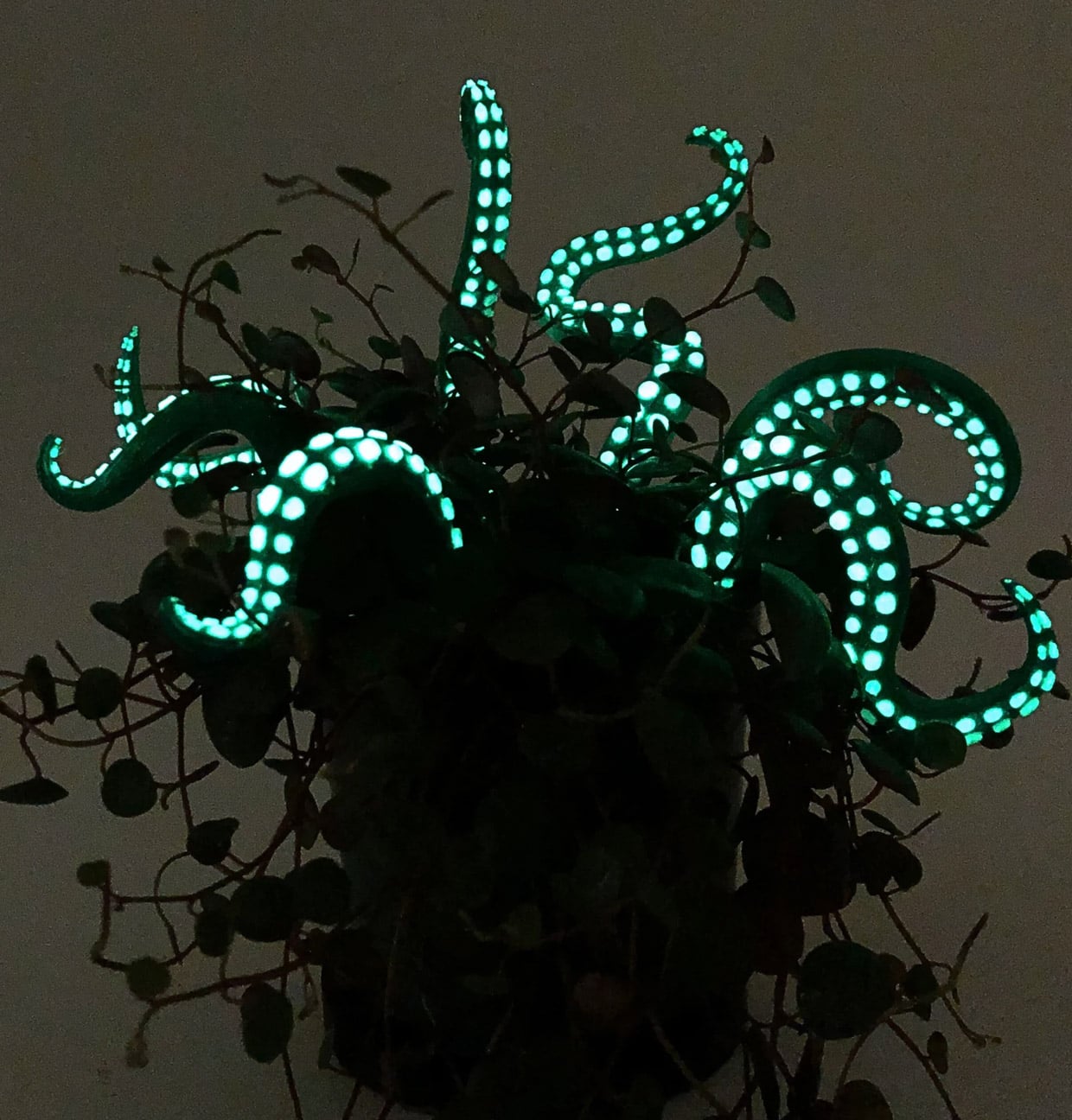 Every House Plant Needs an Octopus